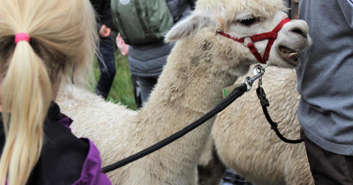 18 Fotos vom Rietspaziergang mit den Alpakas | Der Rheintaler