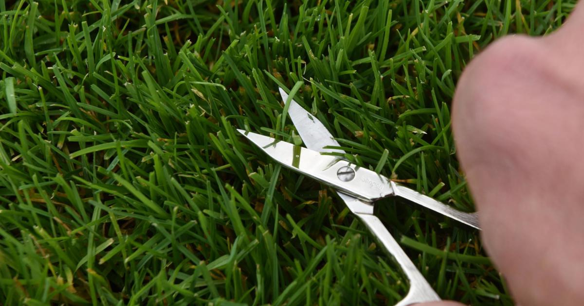 Englischer Rasen nur fürs Auge | Der Rheintaler