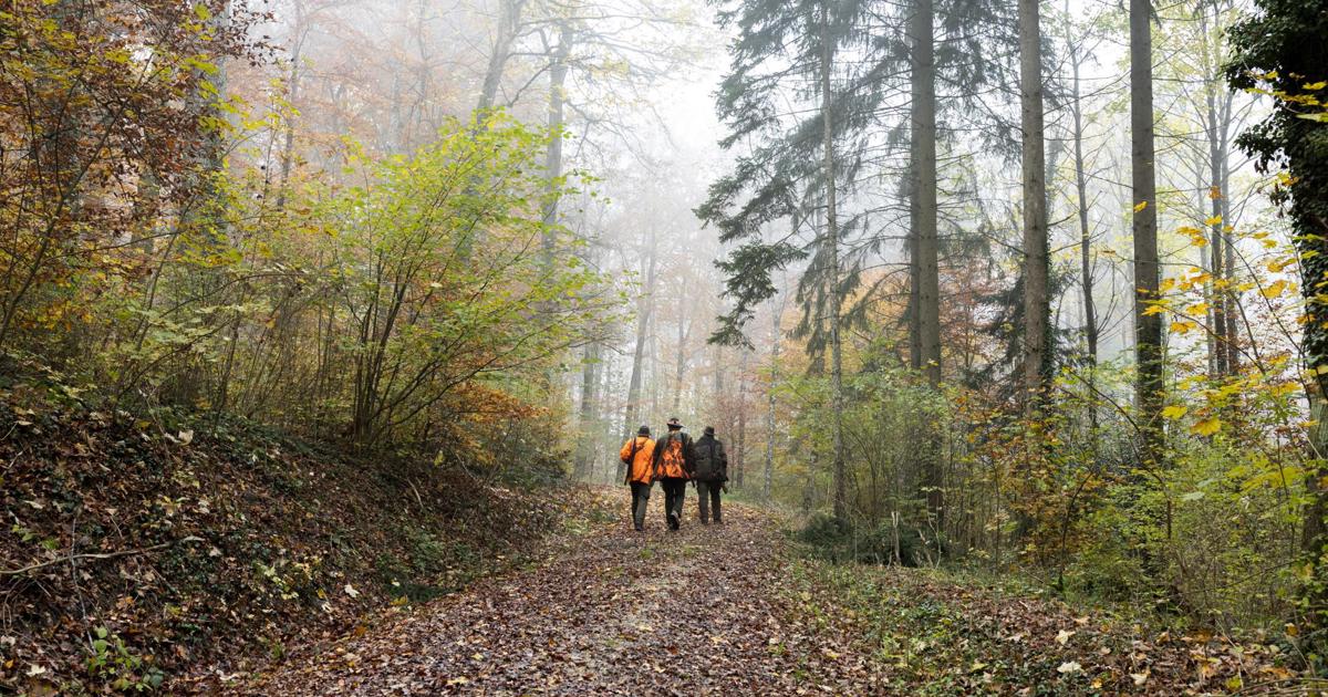 Altstätter Jagdgesellschaft verzichtet auf Treibjagd – der Aufwand ist ... Altstätter Jagdgesellschaft verzichtet auf Treibjagd – der Aufwand ist ...